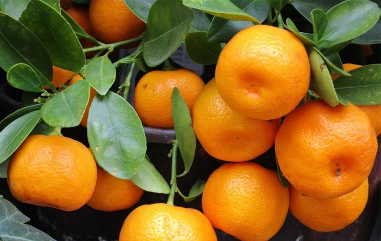 Prodaja neretvanskih mandarina 19. i 20.10. (petak i subota) kod ...